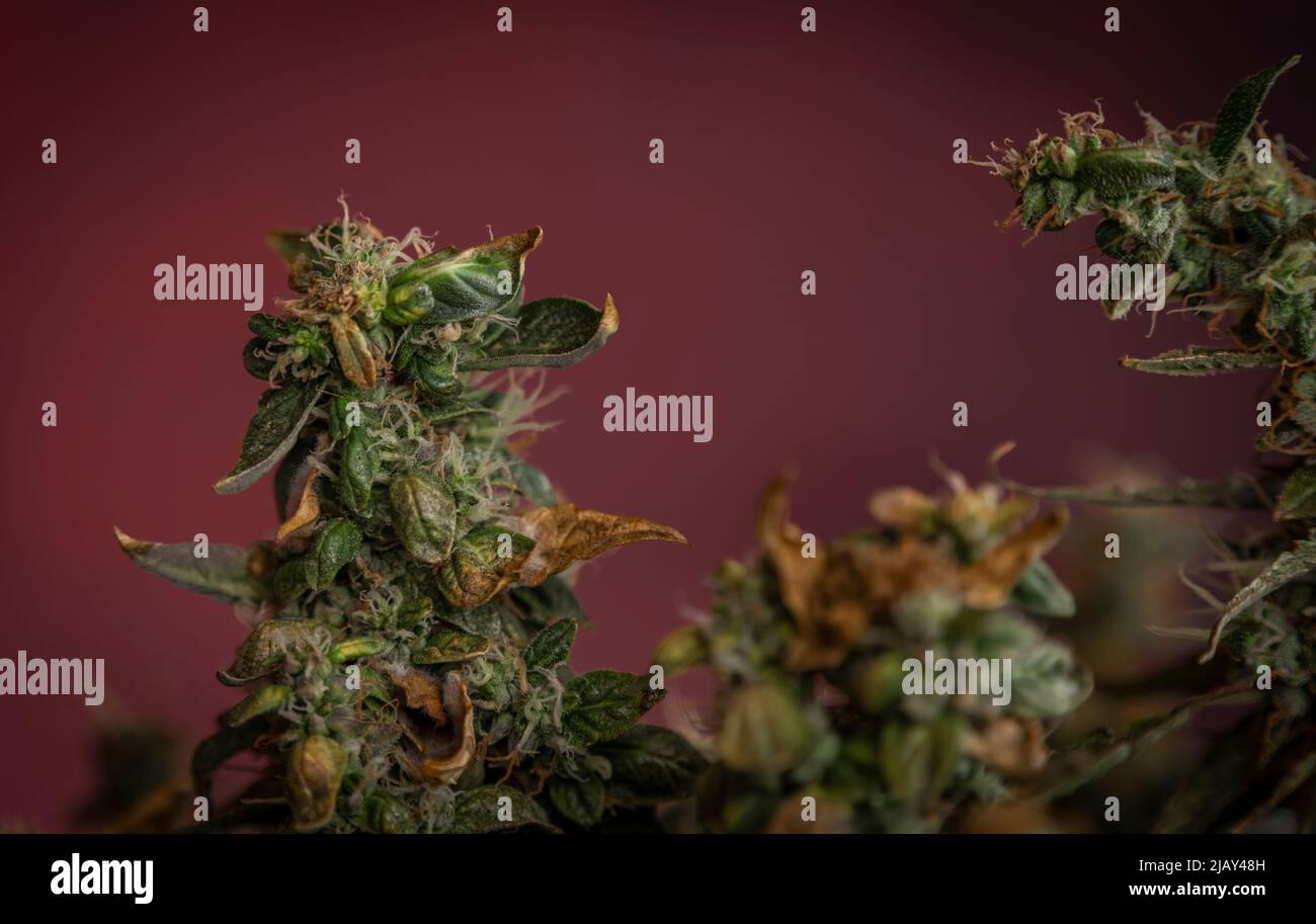 Ripened color Mazar auto variety of marijuana flower with dark red ...