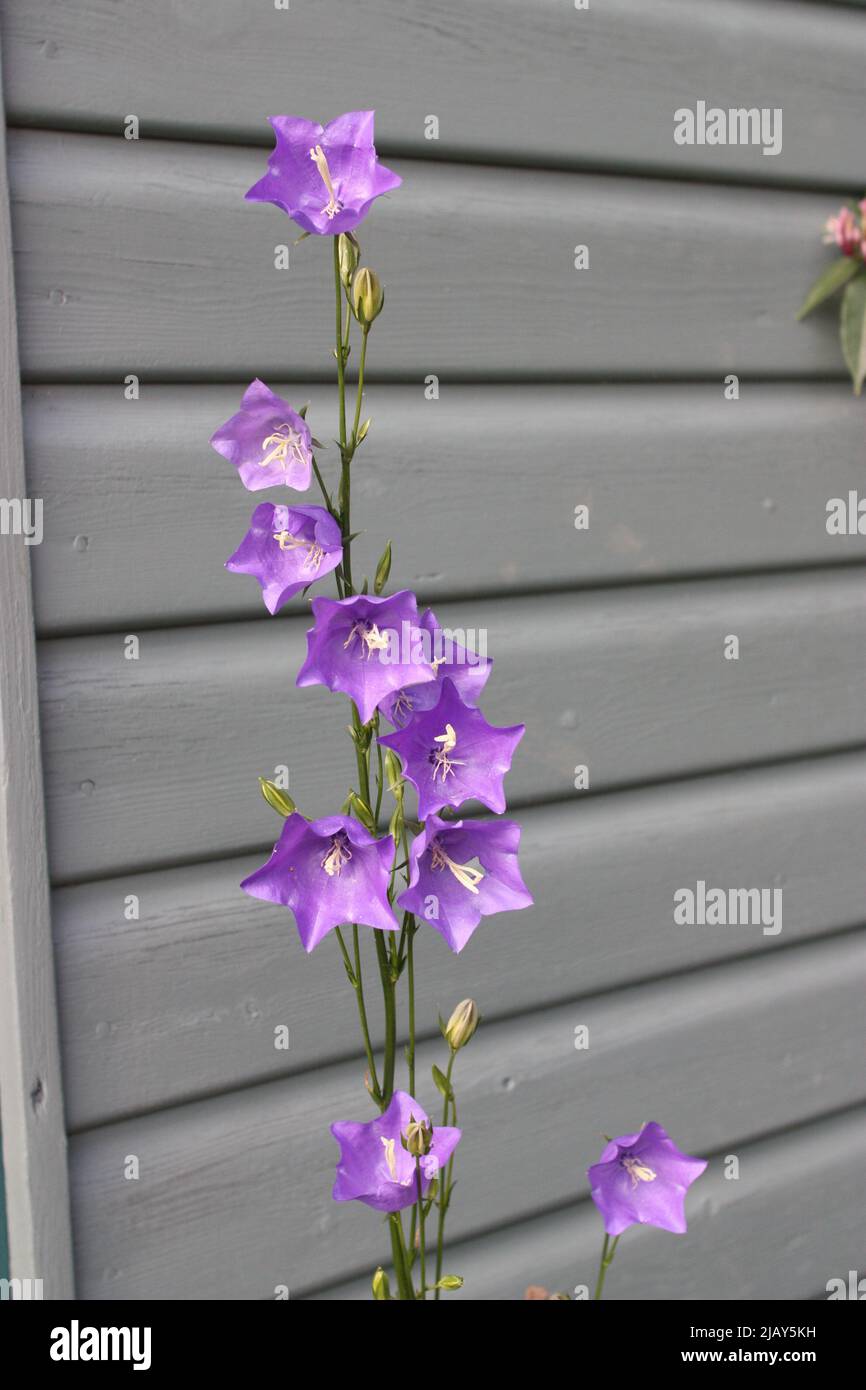 Campanula Persicifolia, blue purple bellflower Stock Photo - Alamy