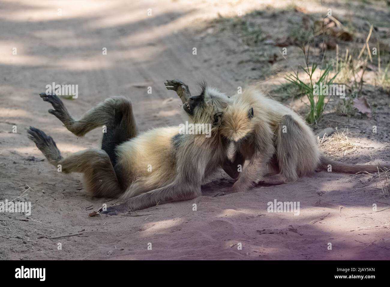 Gray langurs, two monkeys playing together, funny attitude, in India ...