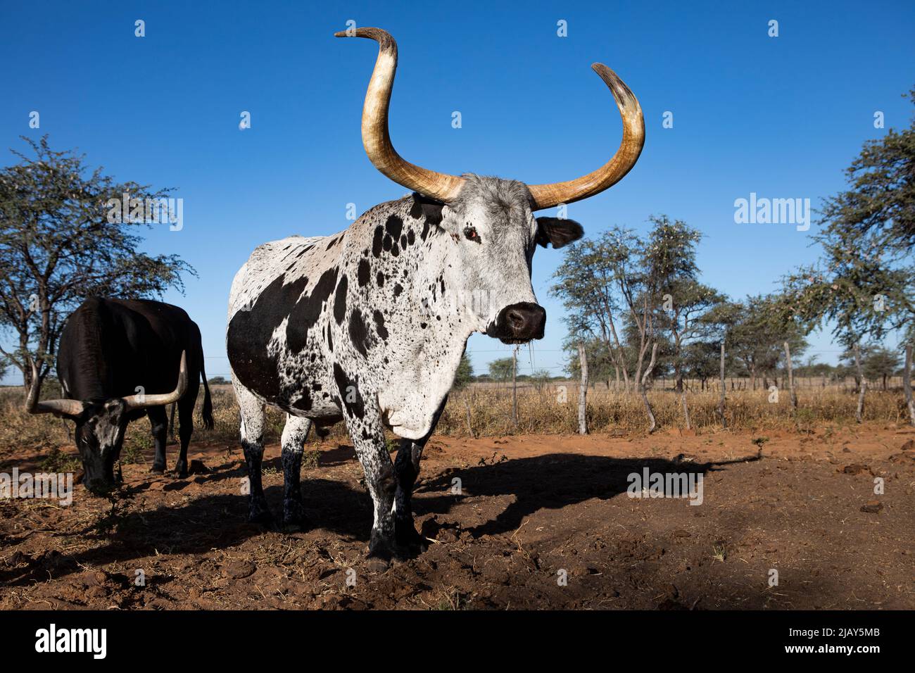Nguni rinder hi-res stock photography and images - Alamy