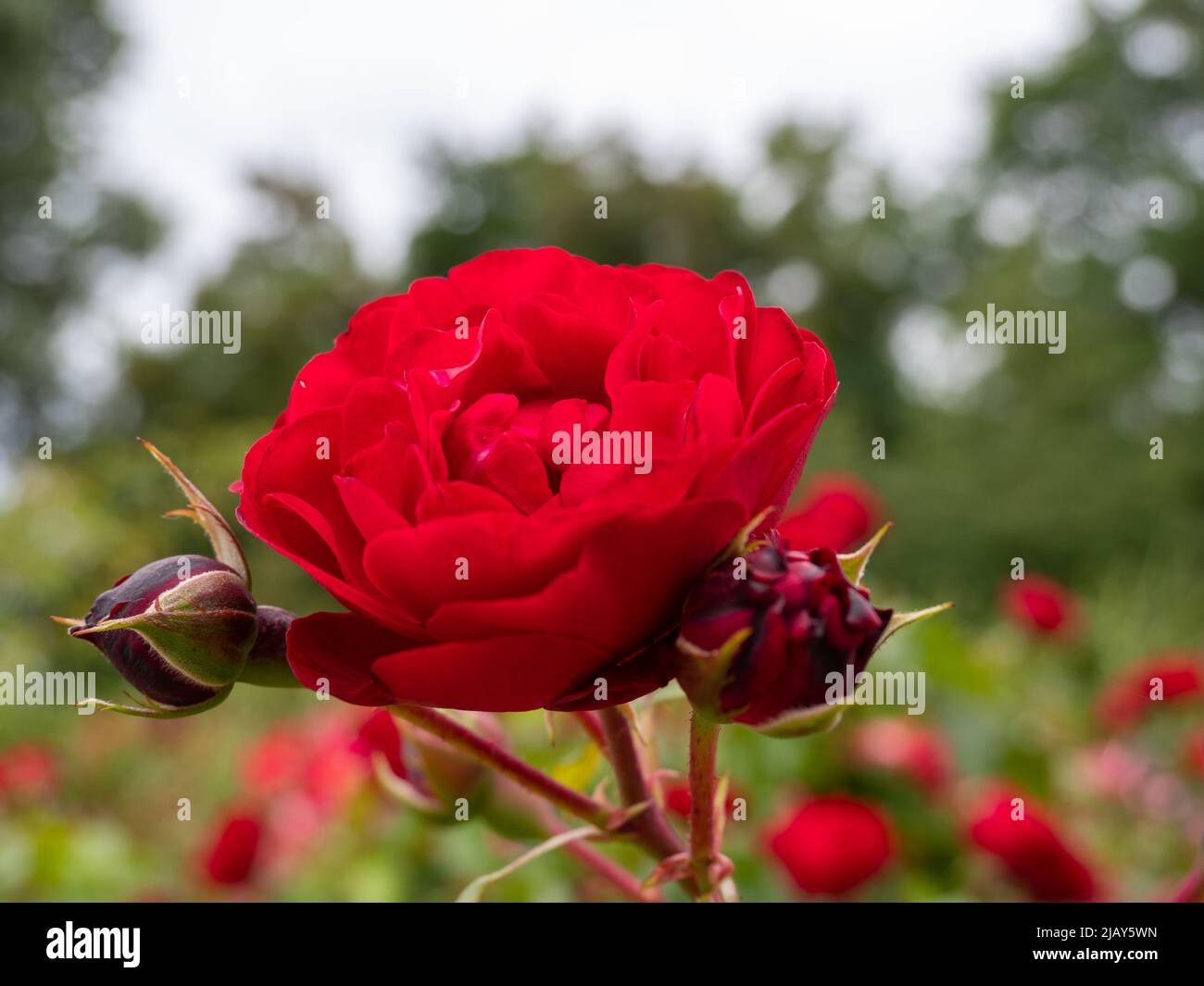 Beautiful roses. This pink rose in the park. Rose close up. High ...
