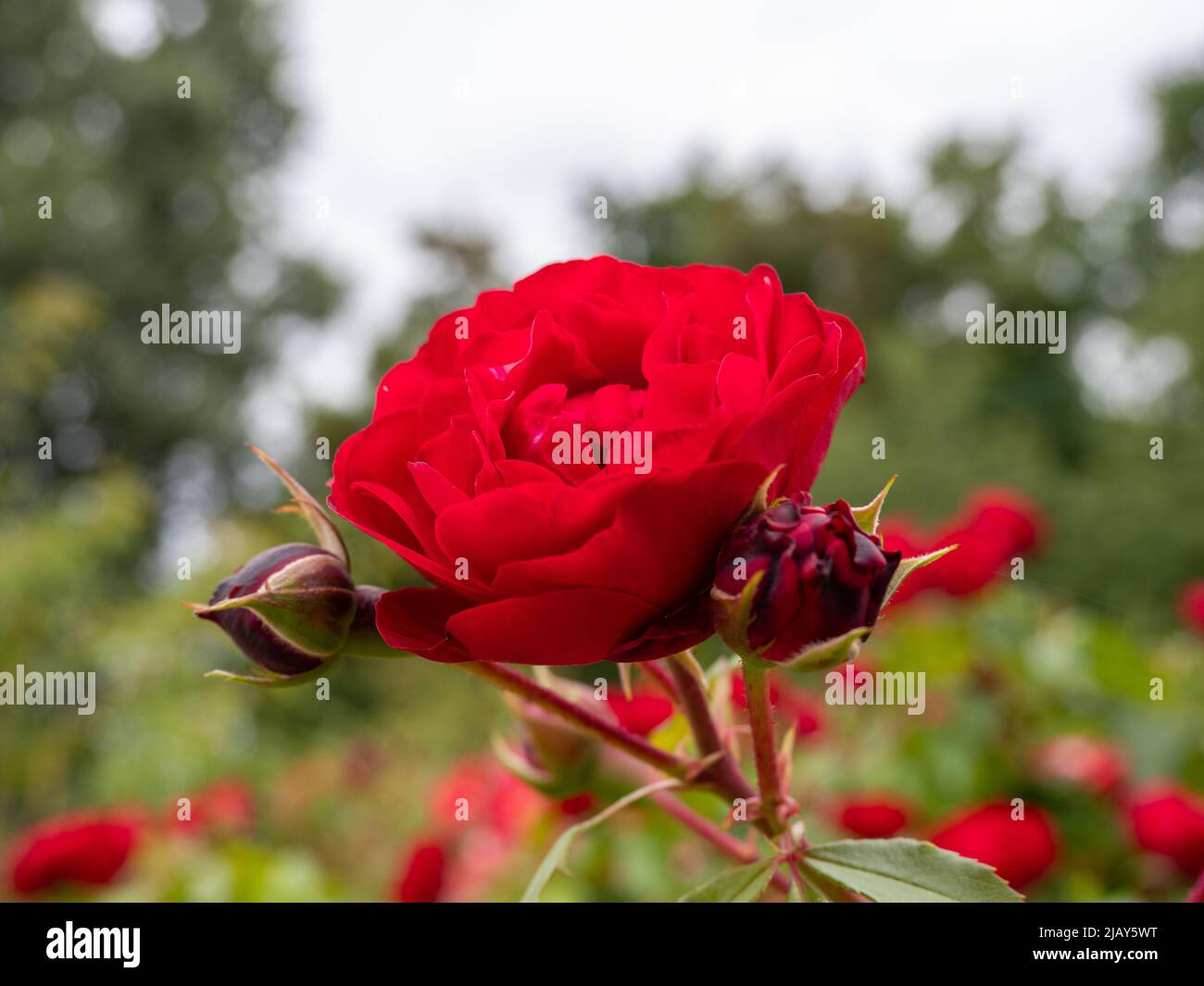 Beautiful roses. This pink rose in the park. Rose close up. High ...