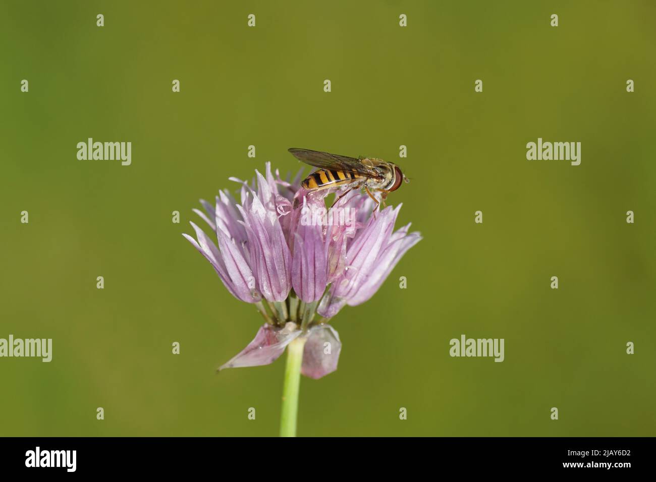 Close up marmalade fly (Episyrphus balteatus), family hoverflies ...
