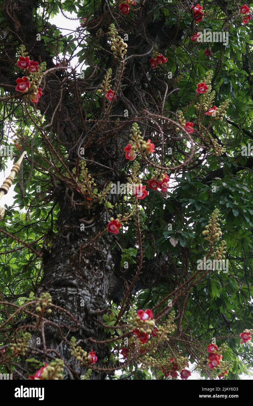 Pentacme hi-res stock photography and images - Alamy