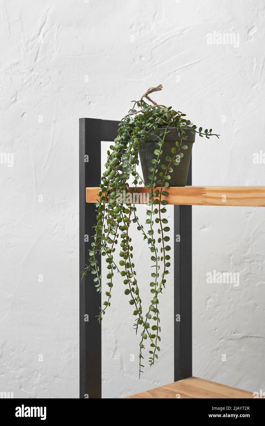 Houseplant flower decorating home interior Stock Photo - Alamy