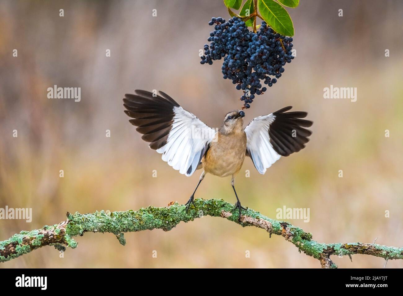 White banded Mockingbird, Mimus triurus, in Pampas grass environment ...