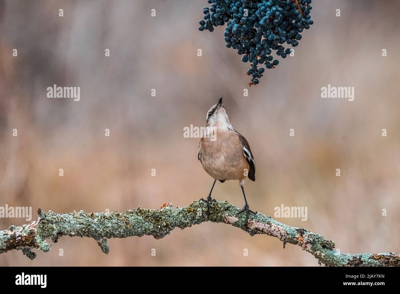 White banded Mockingbird, Mimus triurus, in Pampas grass environment ...