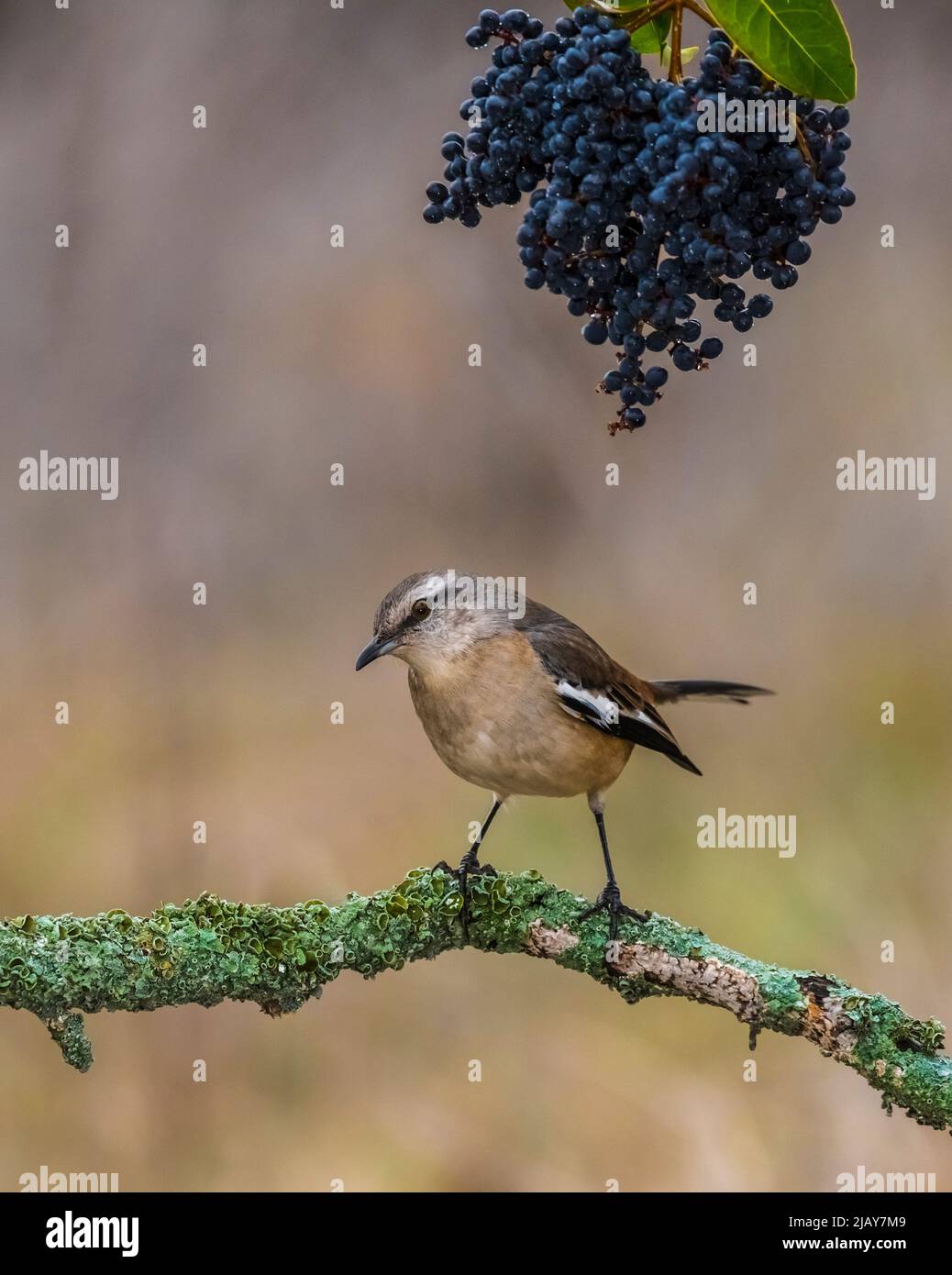 White banded Mockingbird, Mimus triurus, in Pampas grass environment ...