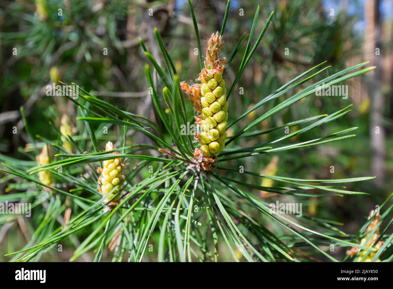 A flowering branch of a pine tree in the forest. Selective focus Stock ...