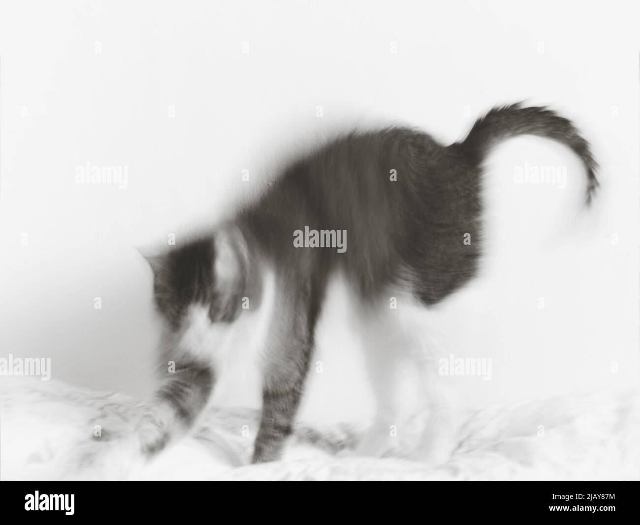 home cat stretching on bedcloth, blurry motion Stock Photo - Alamy