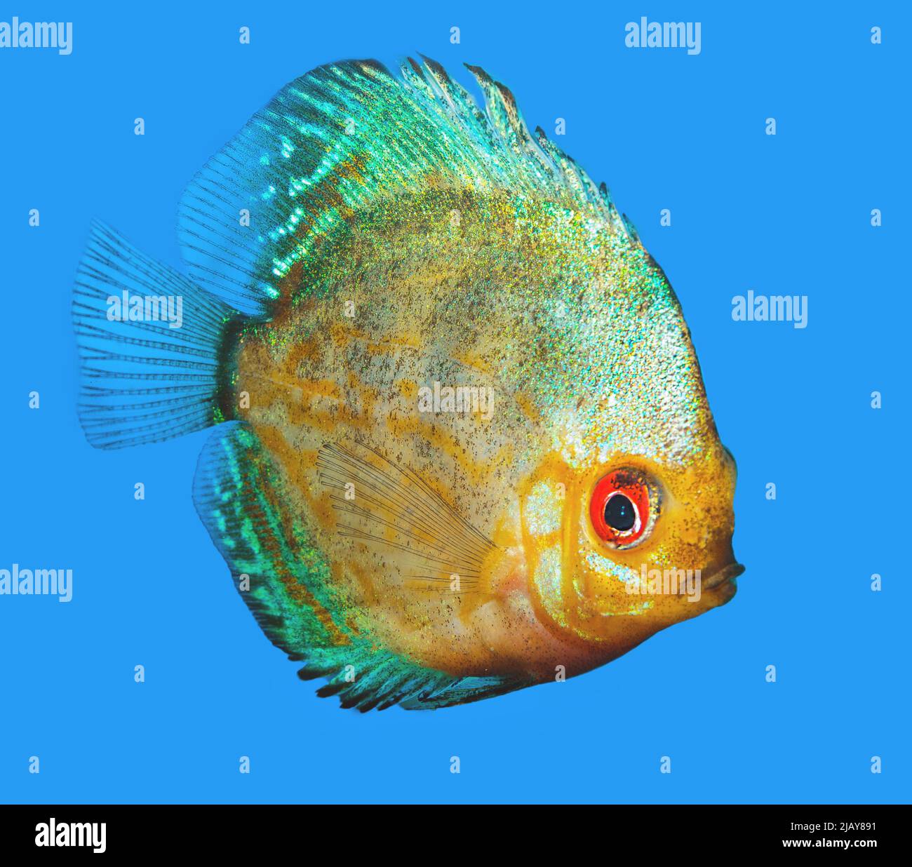 Discus, exotic tropical freshwater aquarium fish, isolated on blue ...