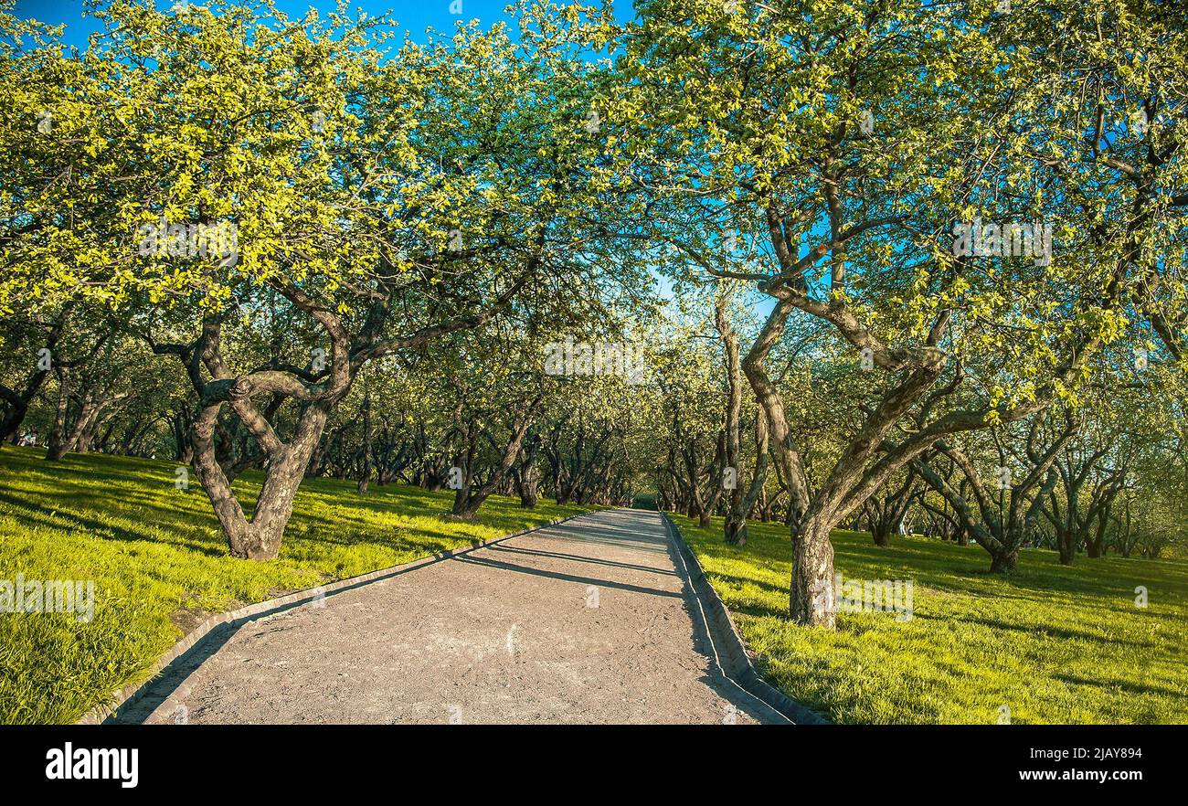 Trees garden pathway perspective hi-res stock photography and images ...