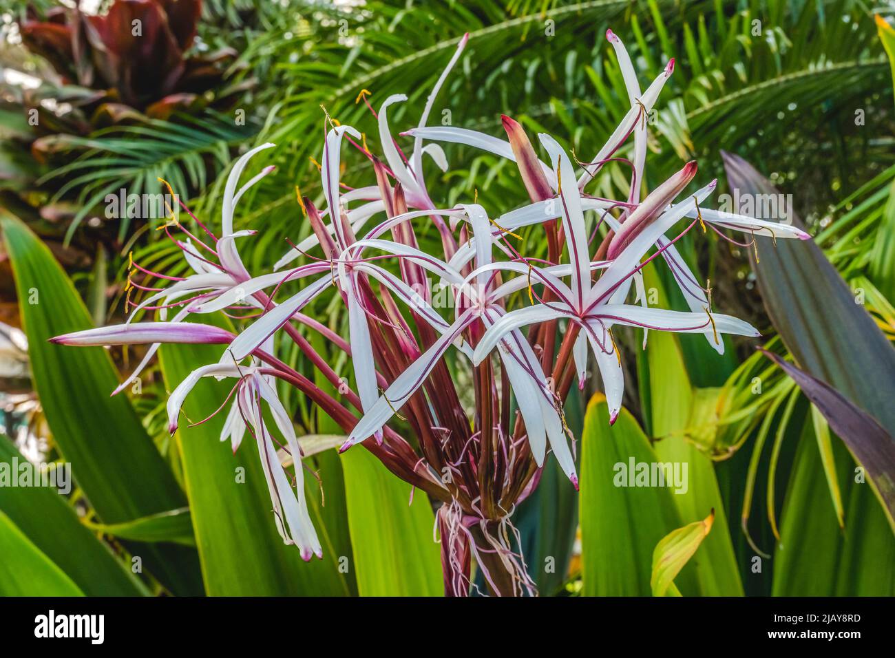 White Burgundy Giant Spider Lily Crinum Amabile Flowers Green Leaves ...