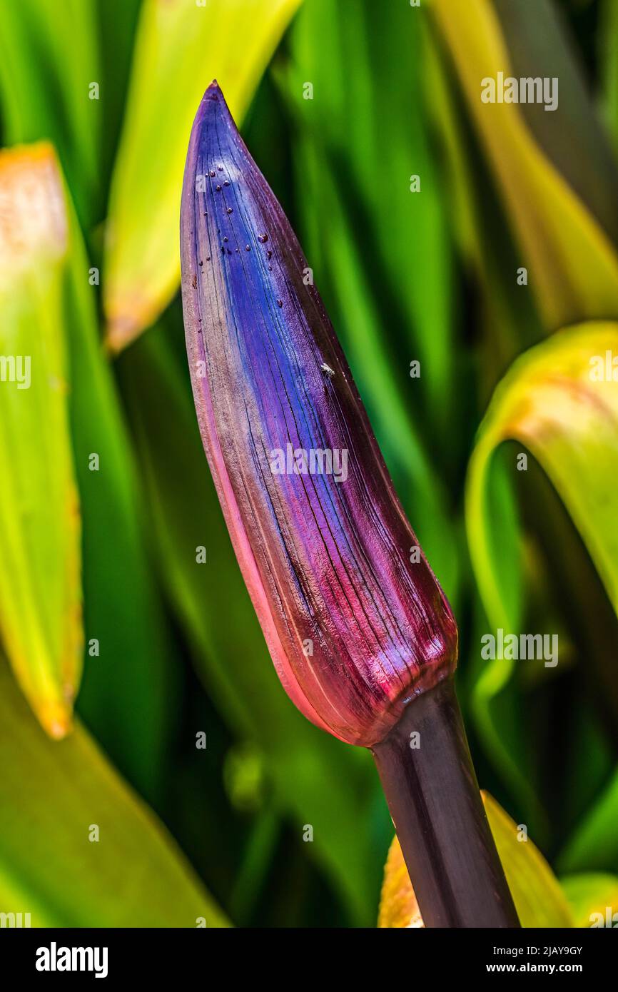 Burgundy Pod Fly Giant Spider Lily Crinum Amabile Flowers Green Leaves ...