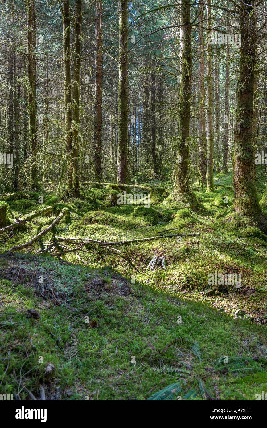 Moss covered undergrowth and tree trunks in Fearnoch Forest, Argyll and ...