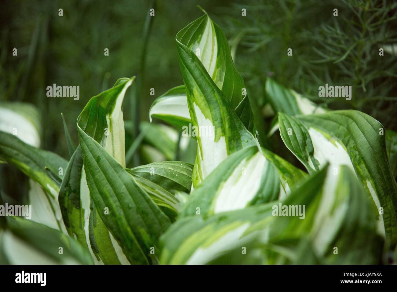 Green bush Hosta. Hosta leaves. Beautiful Hosta leaves background ...