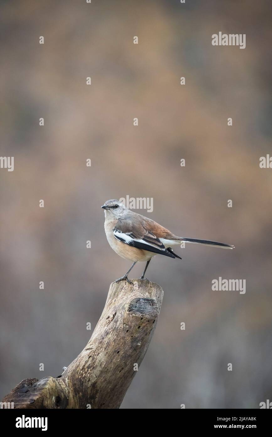 White banded Mockingbird, Mimus triurus, in Pampas grass environment ...