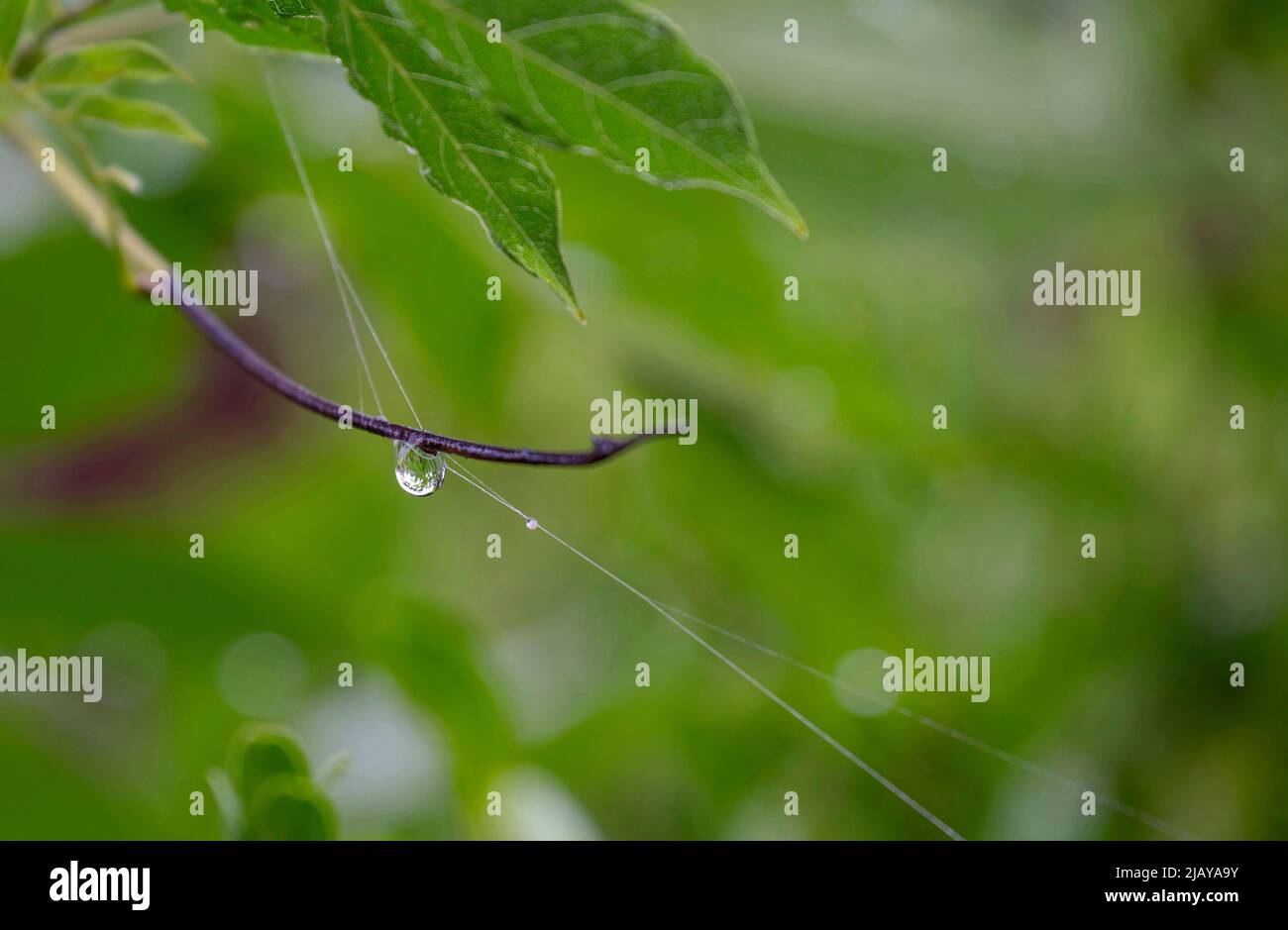Rainwater drops on a small branch of a plant in Sydney, NSW, Australia ...