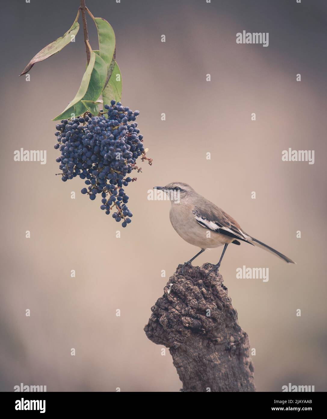 White banded Mockingbird, Mimus triurus, in Pampas grass environment ...