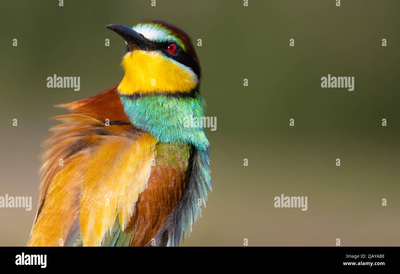 Surprised bird hi-res stock photography and images - Alamy