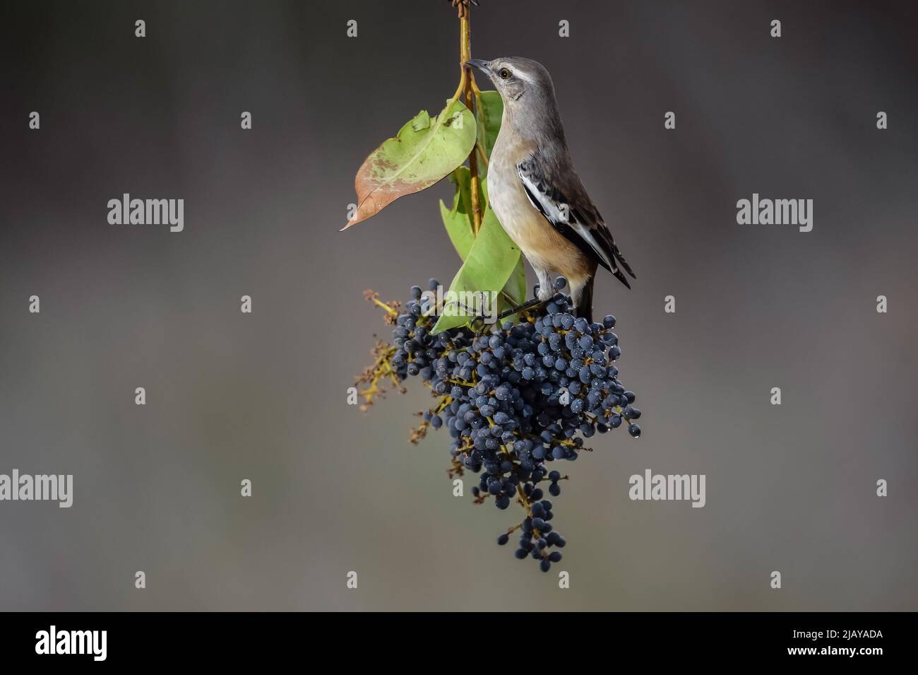 White banded Mockingbird, Mimus triurus, in Pampas grass environment ...