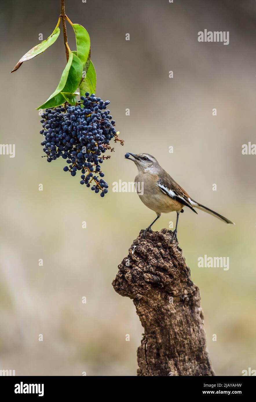White banded Mockingbird, Mimus triurus, in Pampas grass environment ...