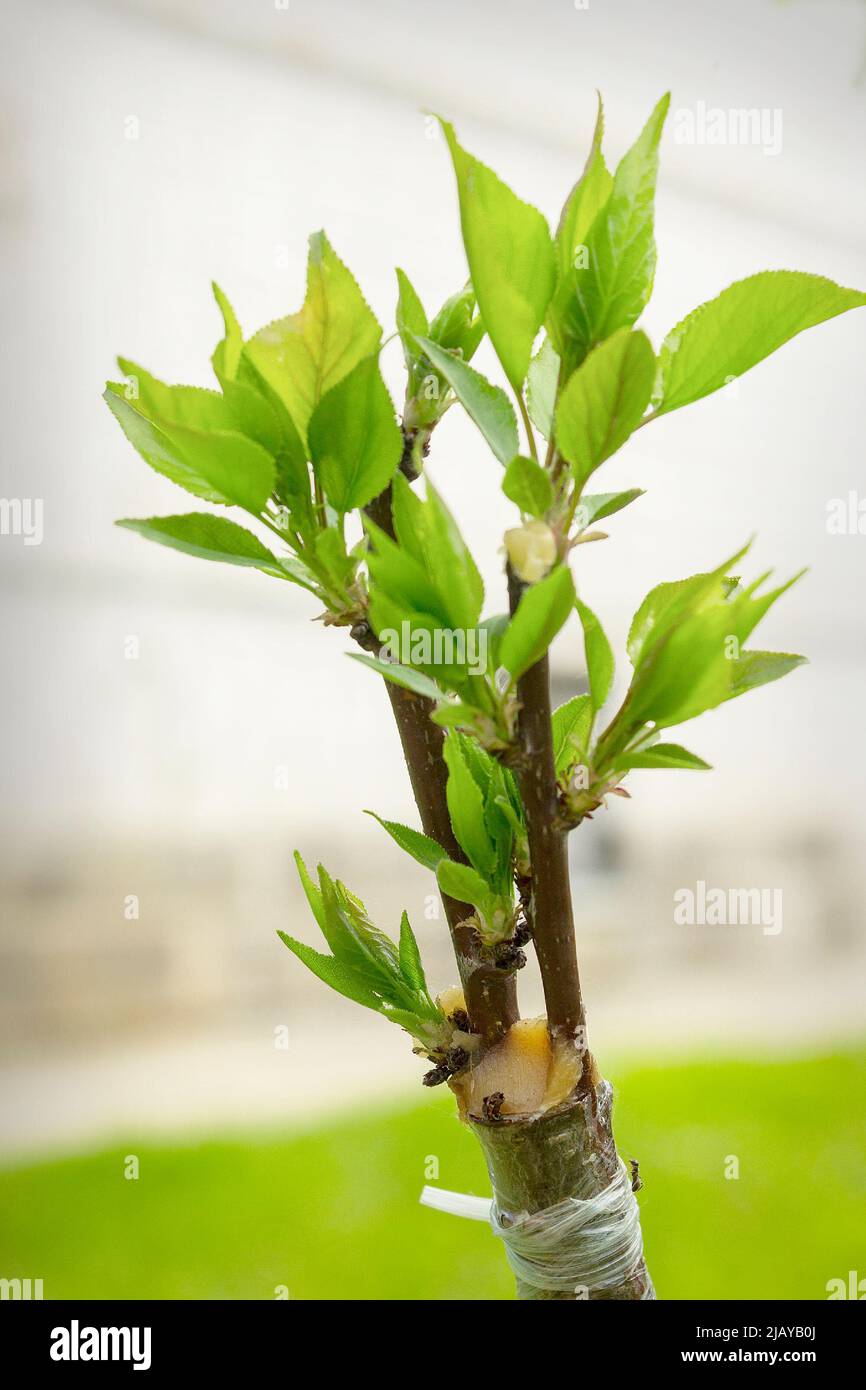 Successful grafting into a split on a plum tree. Two cuttings took root ...