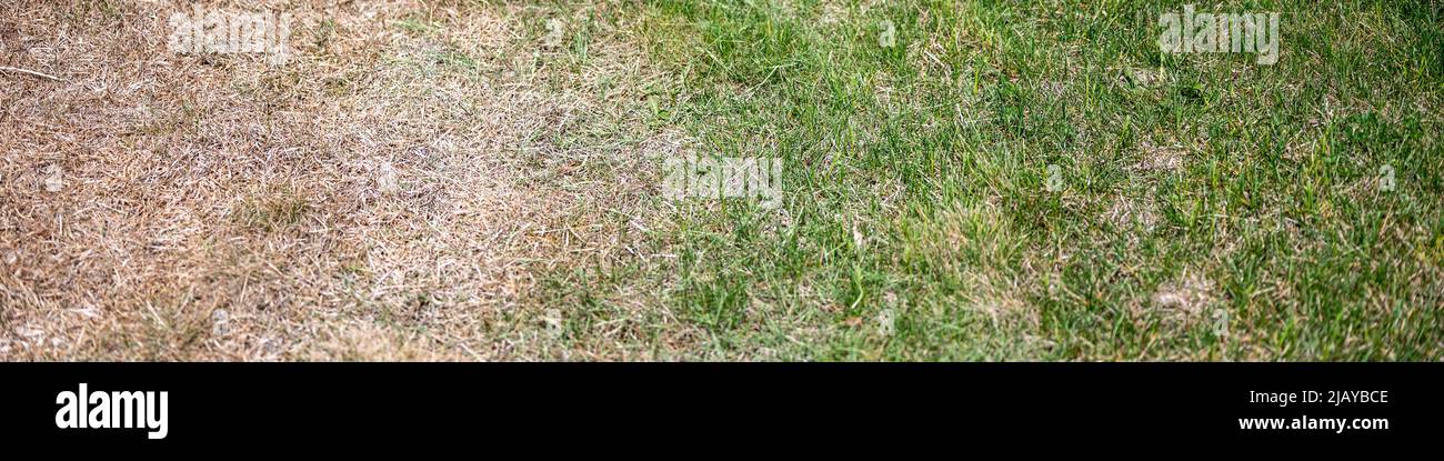 Visible distinction between healthy lawn and chemical burned grass ...