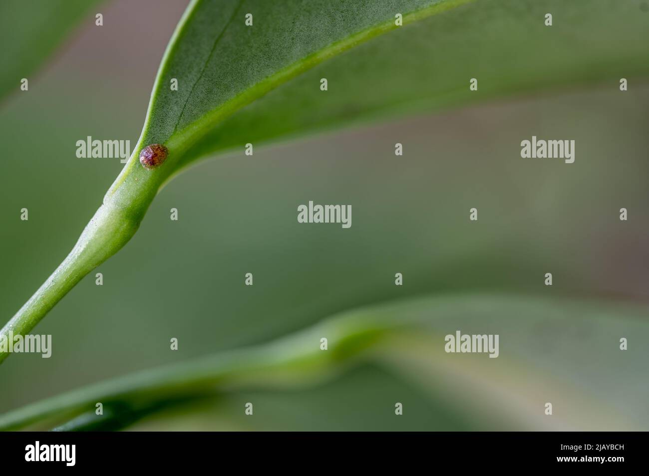 Focus on a single pest scale insect on an indoor houseplant leaf Stock ...