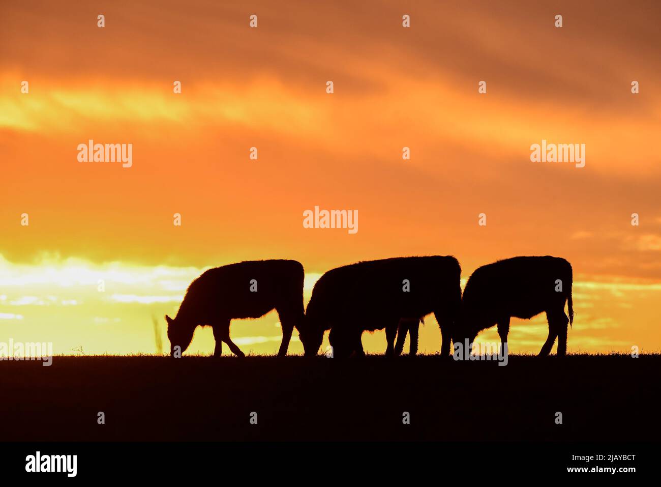 Cattle raising money hi-res stock photography and images - Alamy