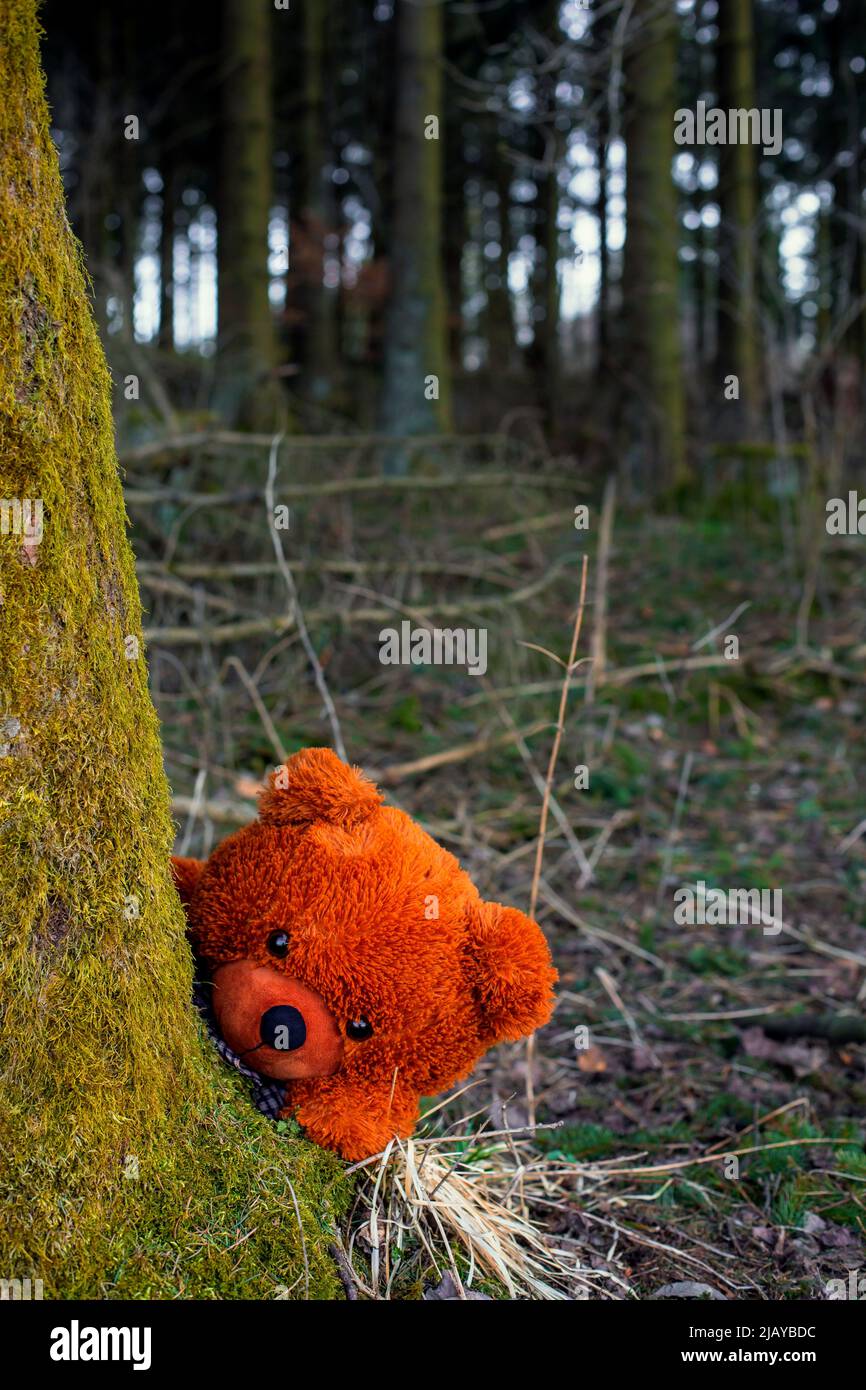 big brown teddy bear lurking behind tree in a forest Stock Photo - Alamy
