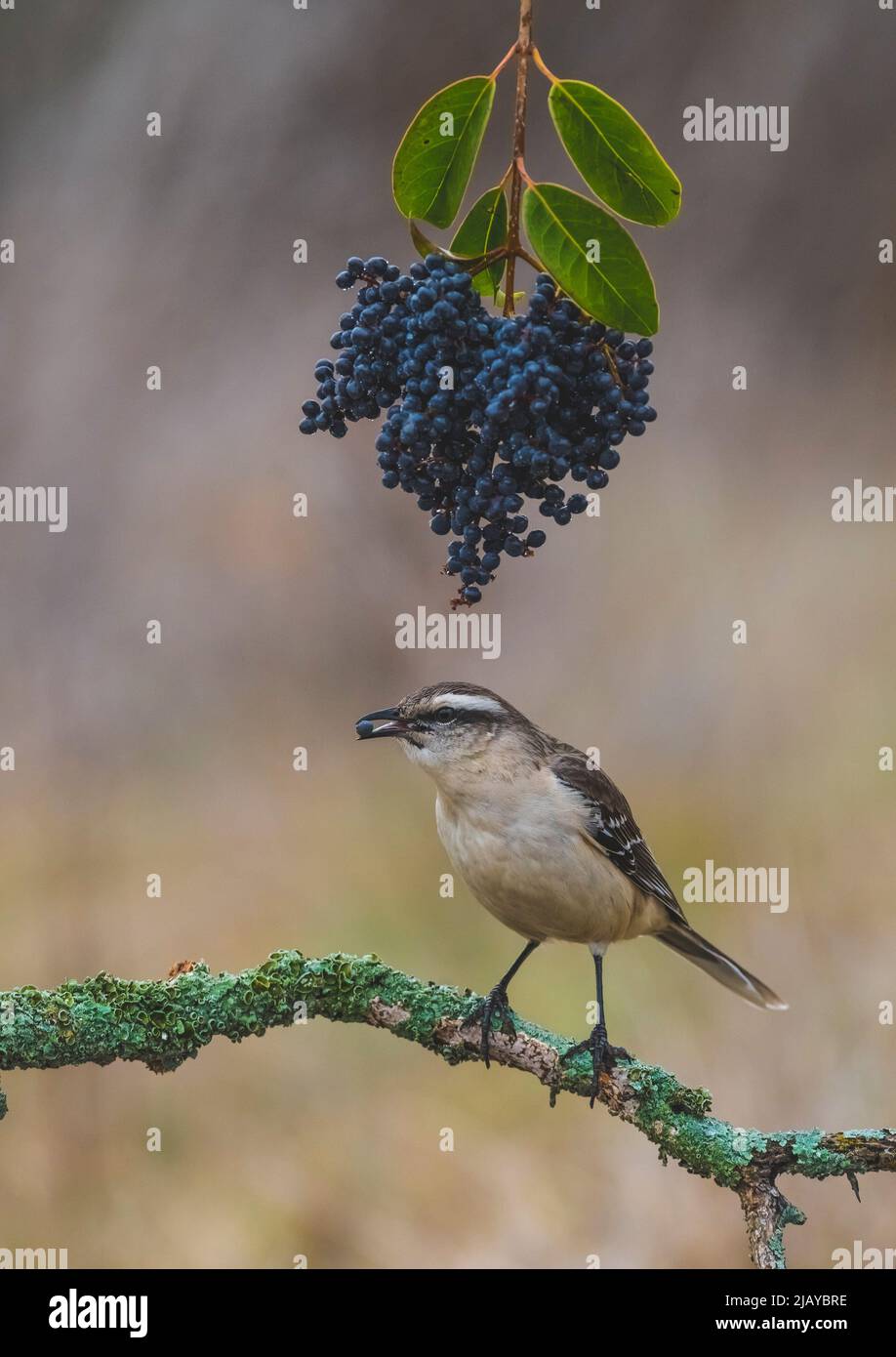 White banded Mockingbird, Mimus triurus, in Pampas grass environment ...