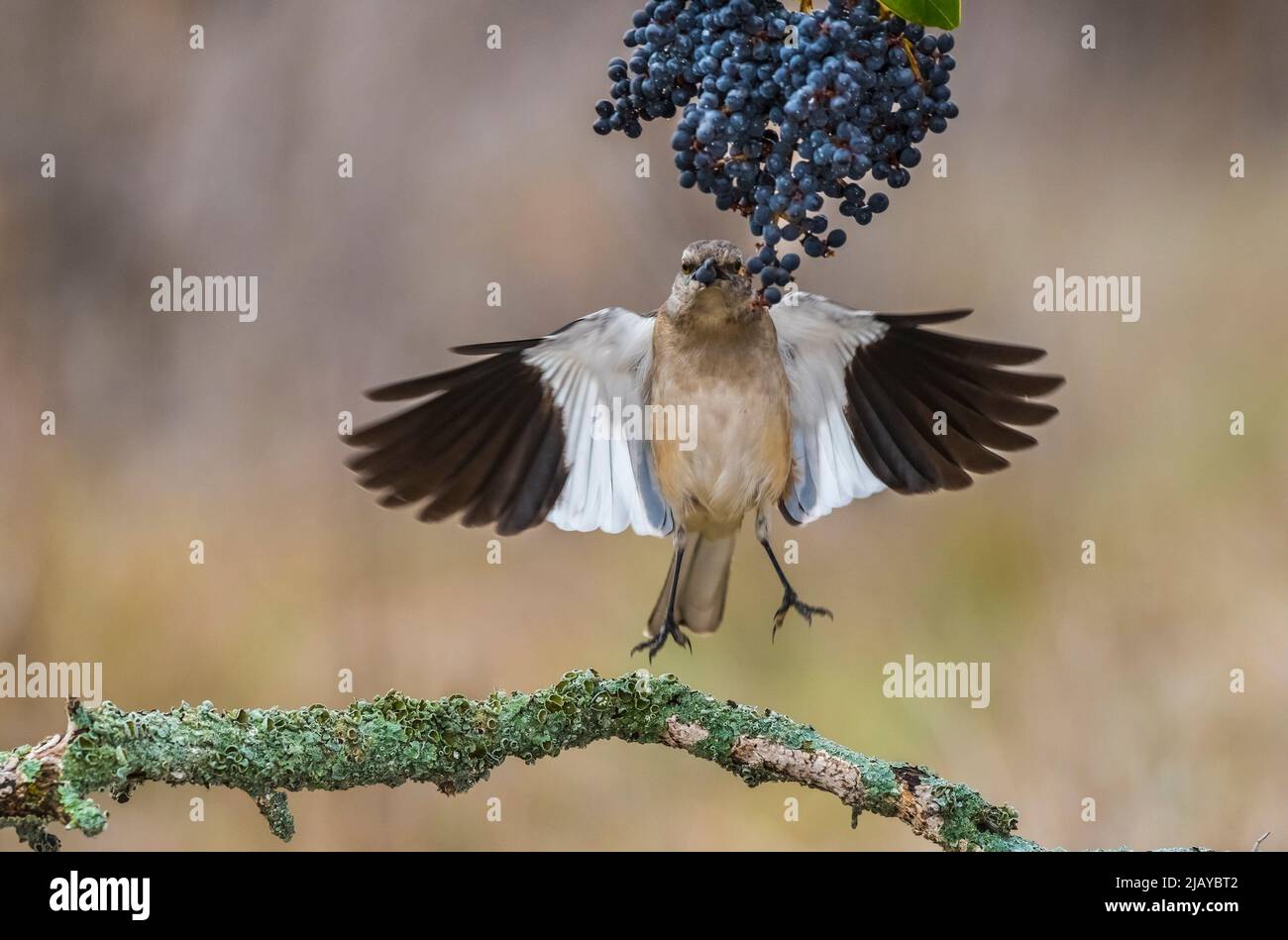 White banded Mockingbird, Mimus triurus, in Pampas grass environment ...