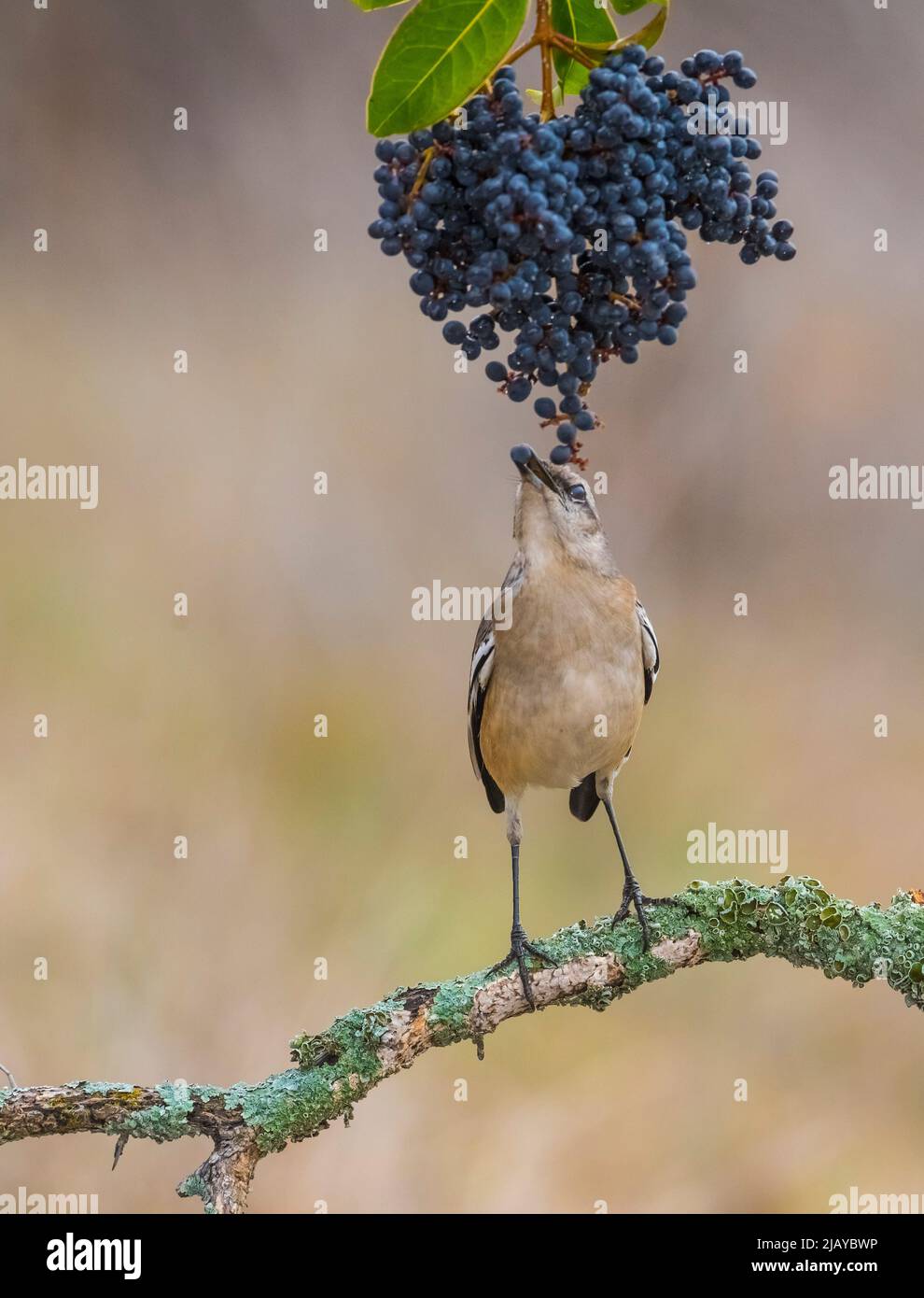 White banded Mockingbird, Mimus triurus, in Pampas grass environment ...