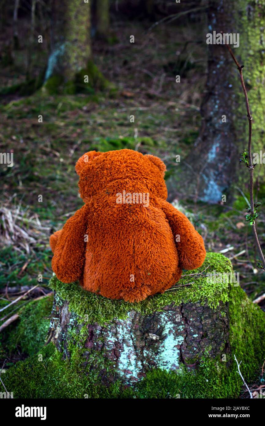 backside of a big brown teddy bear sitting on tree stump in forest ...