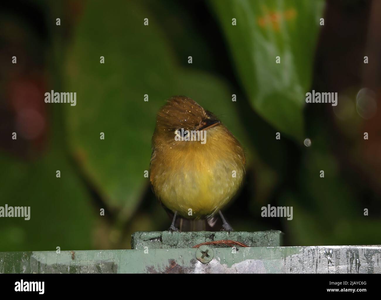 Yellowish Flycatcher (Empidonax flavescens flavescens) adult perched on ...