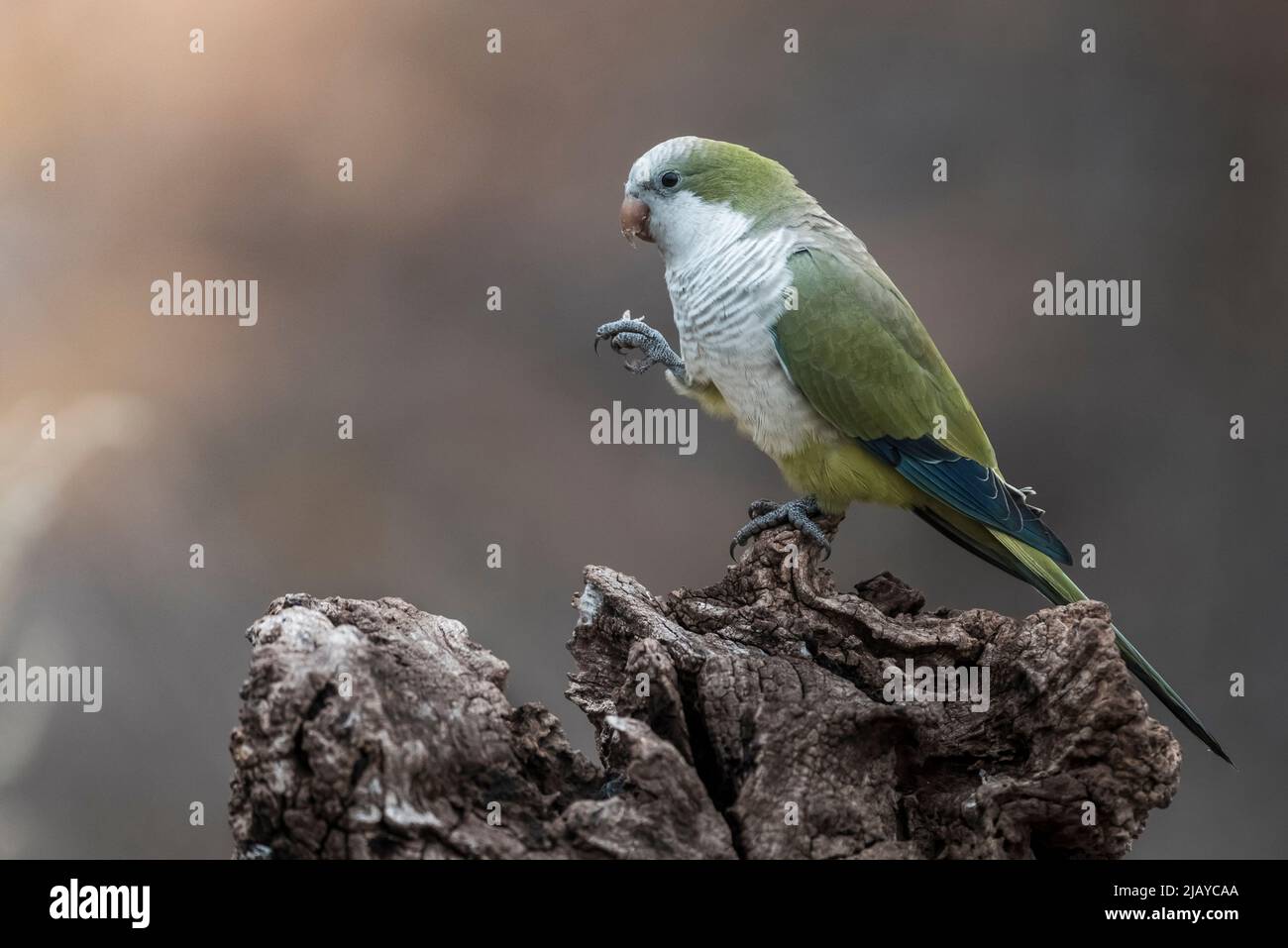 Monk parakeet, Myiopsitta monachus, in Pampas forest environment, La Pampa province, Patagonia ...