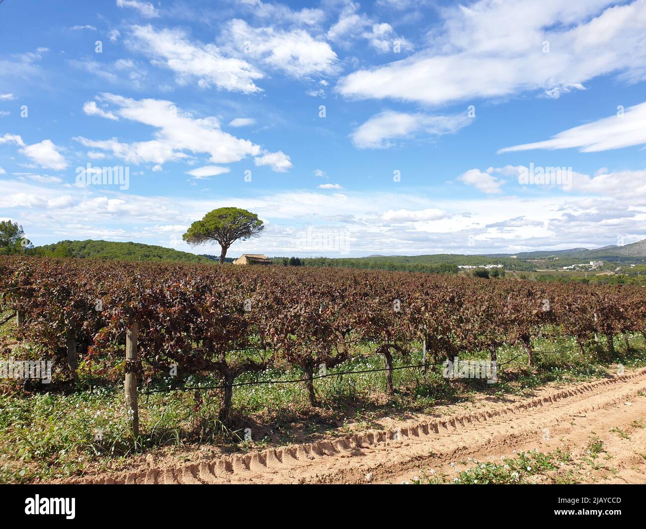 Vineyard during winter season in Spain, wine grapevine farm with no ...