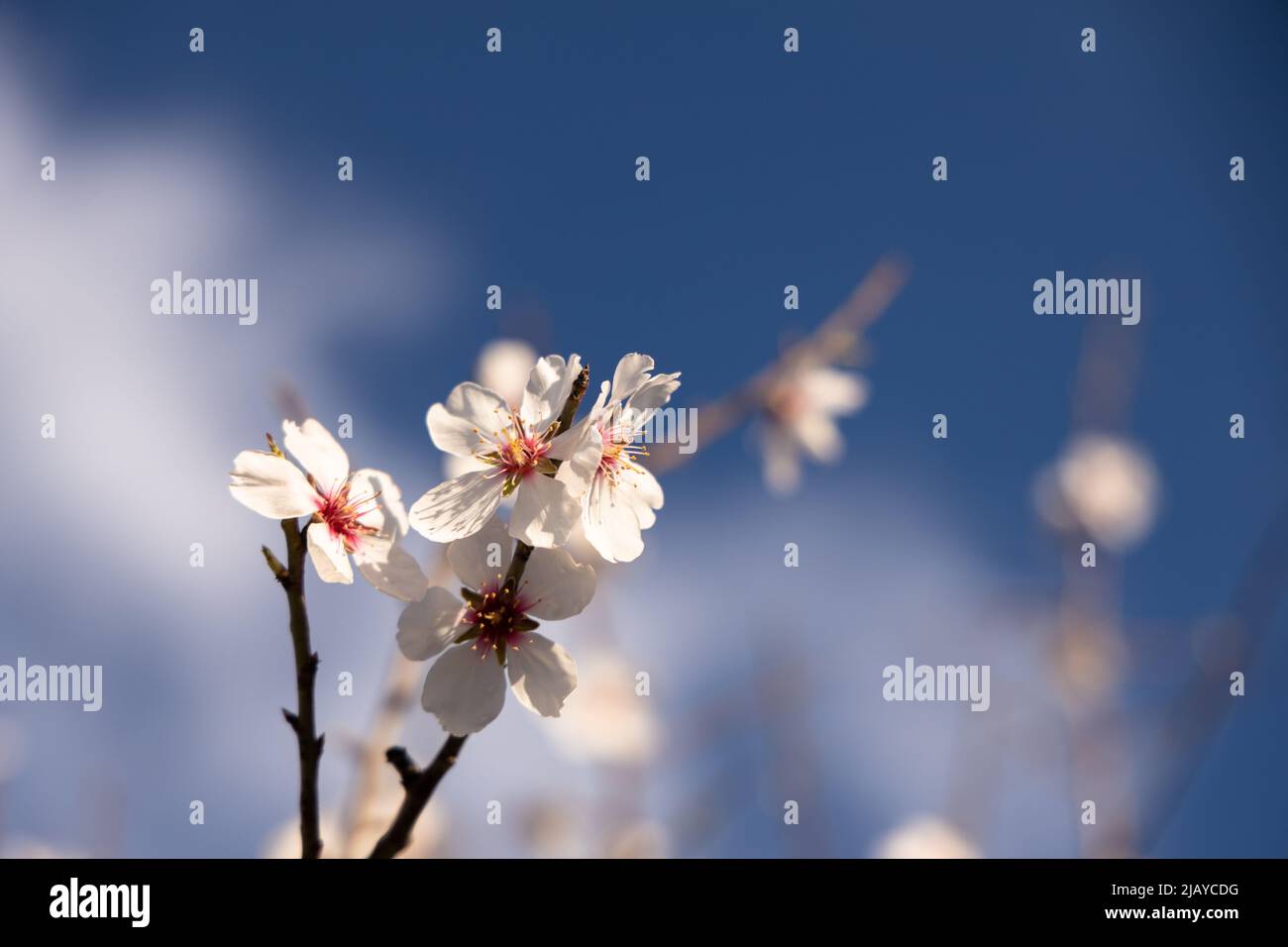 White Almond blossom flower against a blue sky, vernal blooming of ...