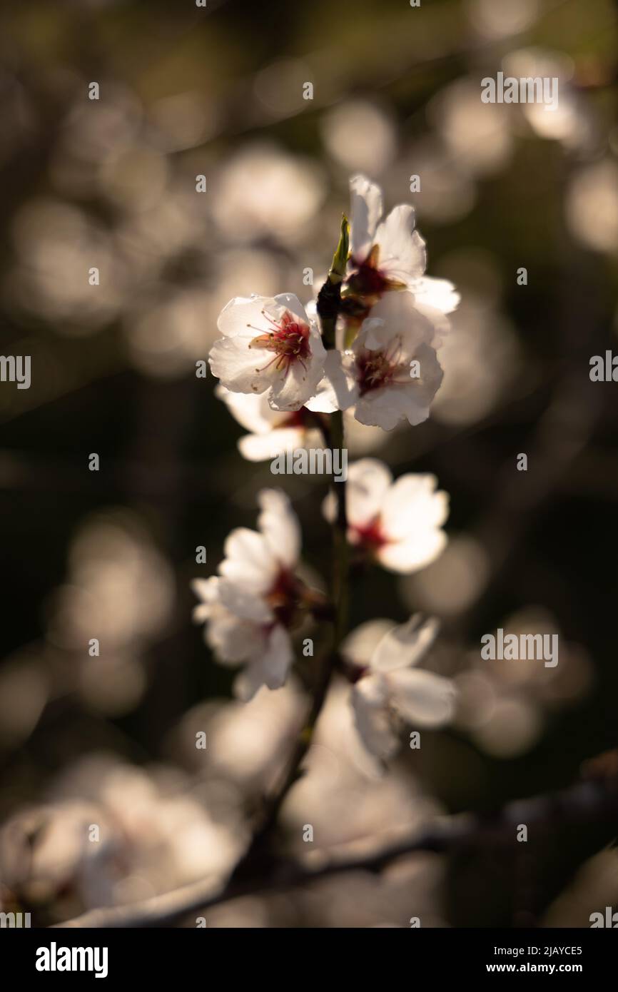 White Almond blossom flower against a blue sky, vernal blooming of ...