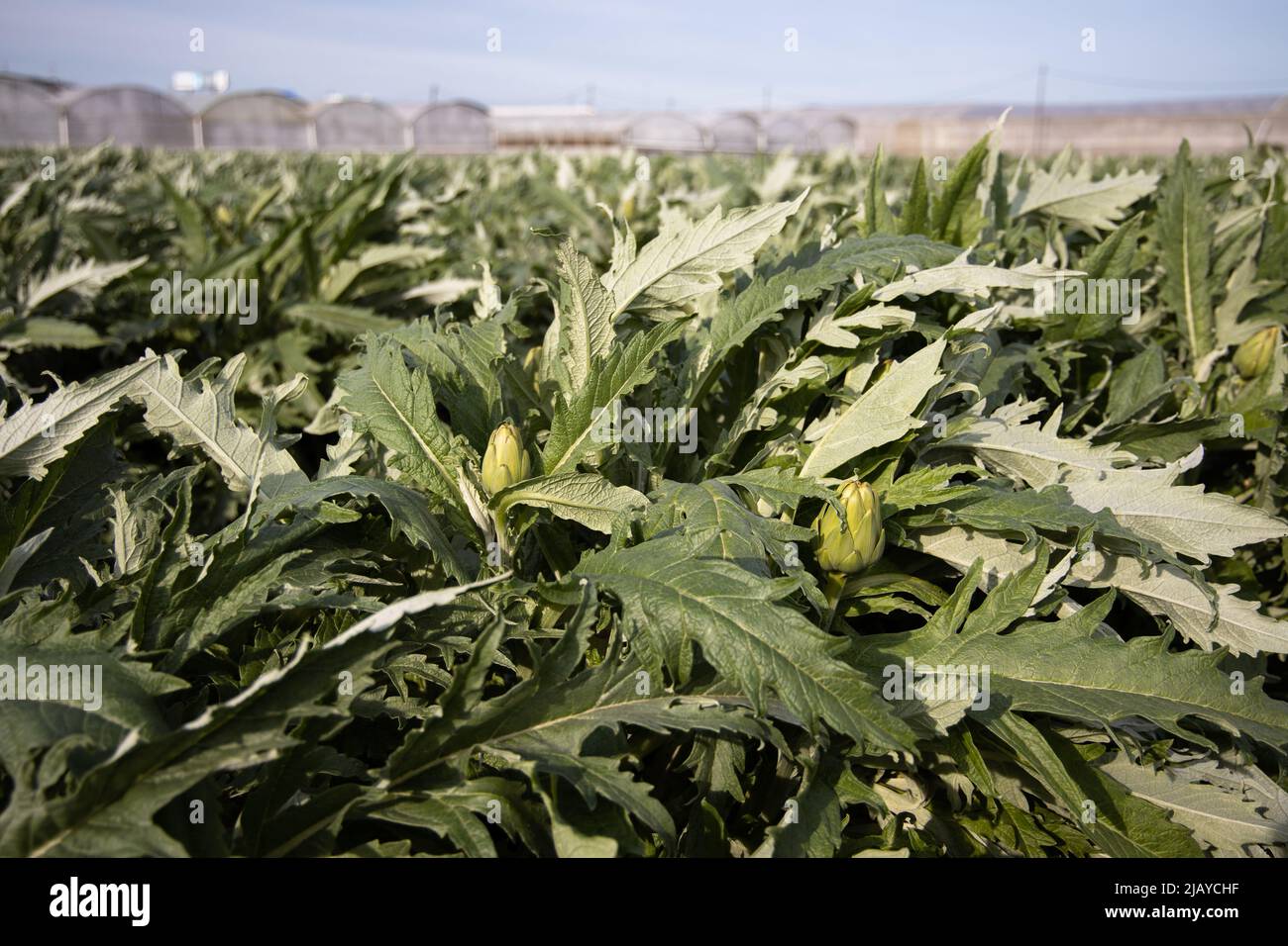 Artichoke plantation in Spain, field of artichokes, flower vegetable ...