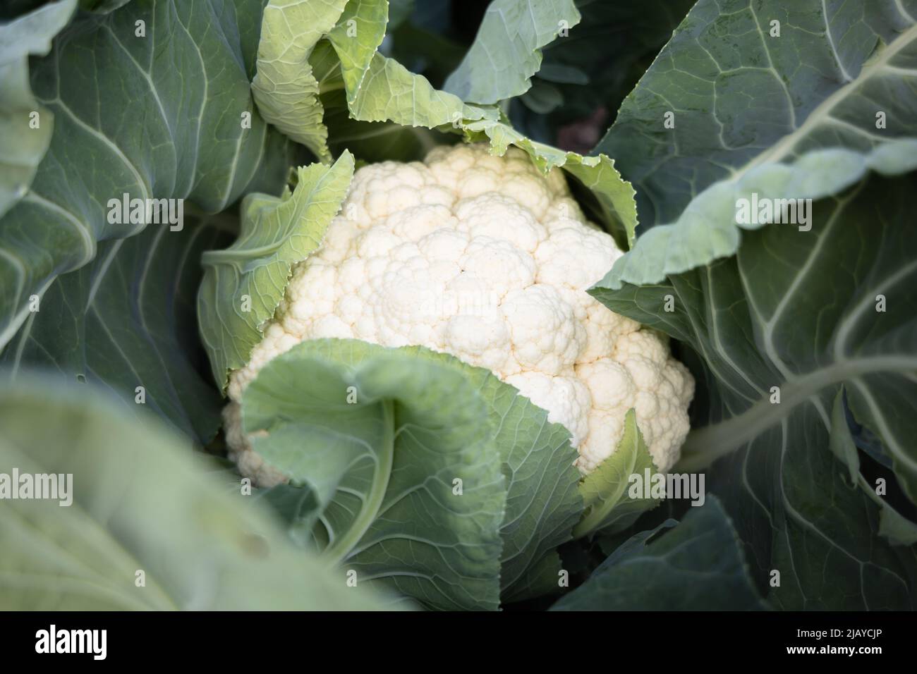 Closeup on the head of a fresh white cauliflower growing in organic ...