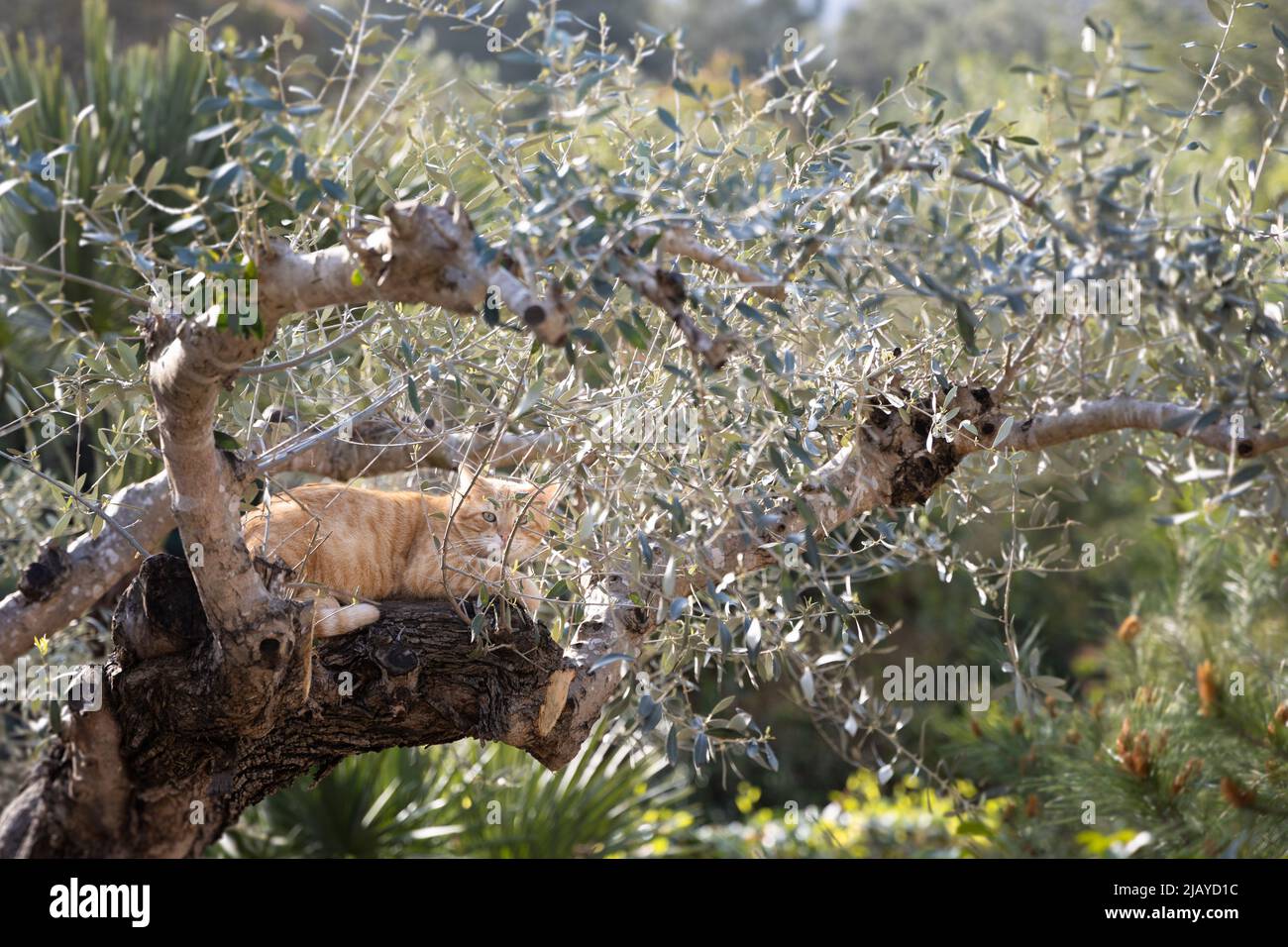 Ginger cat laying down on the olive tree Stock Photo - Alamy