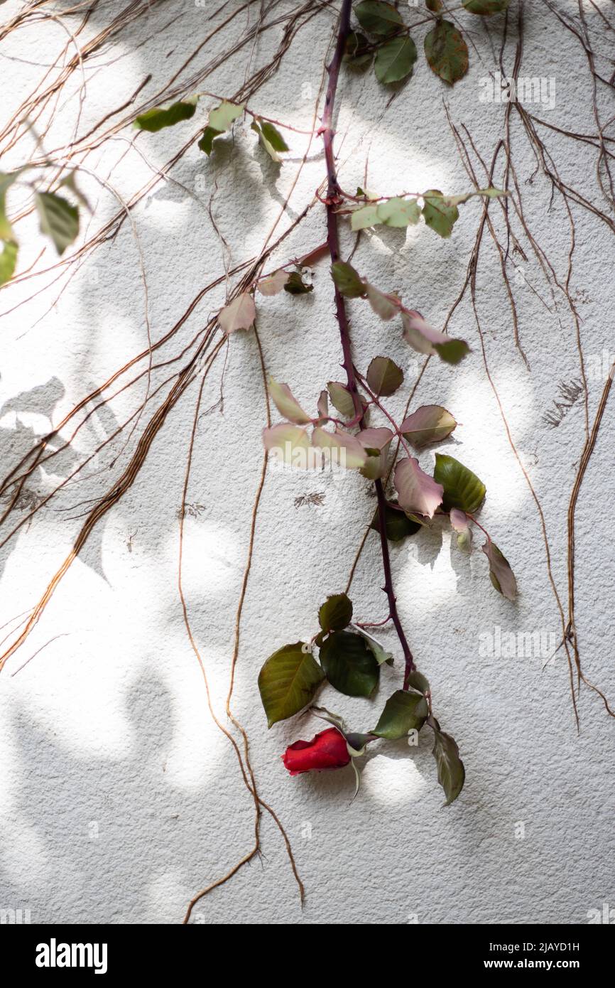 One red rose climbing on the white wall, background Stock Photo - Alamy