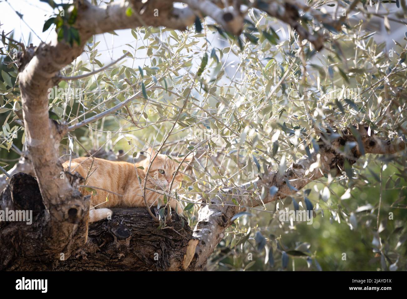 Ginger cat laying down on the olive tree Stock Photo - Alamy