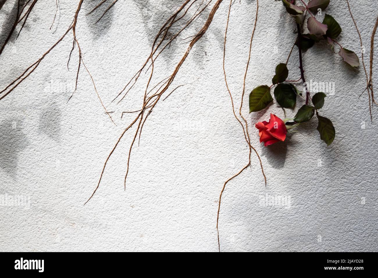 One red rose climbing on the white wall, background Stock Photo - Alamy