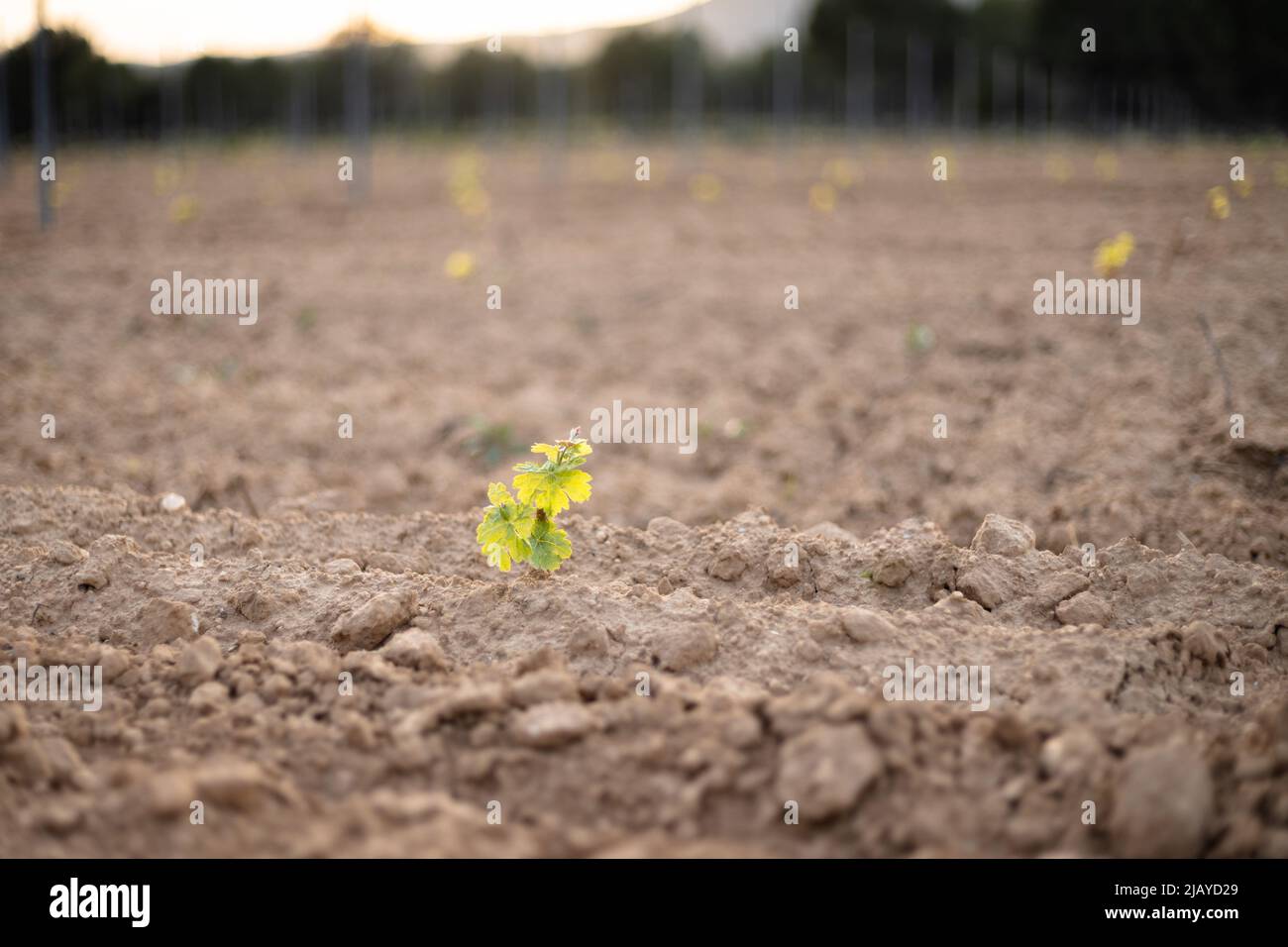 Young grape seedling in ground, vine sapling in the soil Stock Photo ...