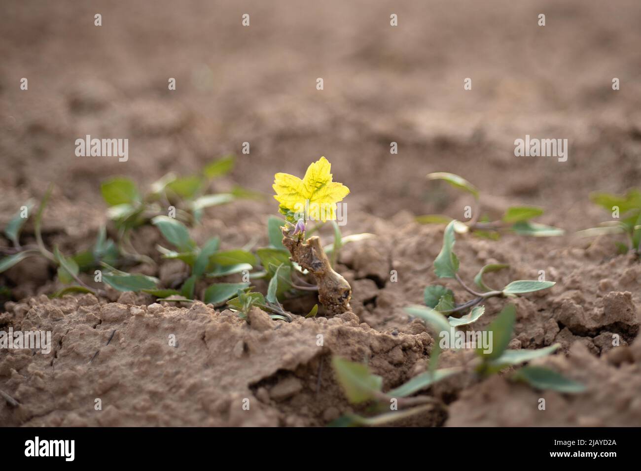 Young grape seedling in ground, vine sapling in the soil Stock Photo ...