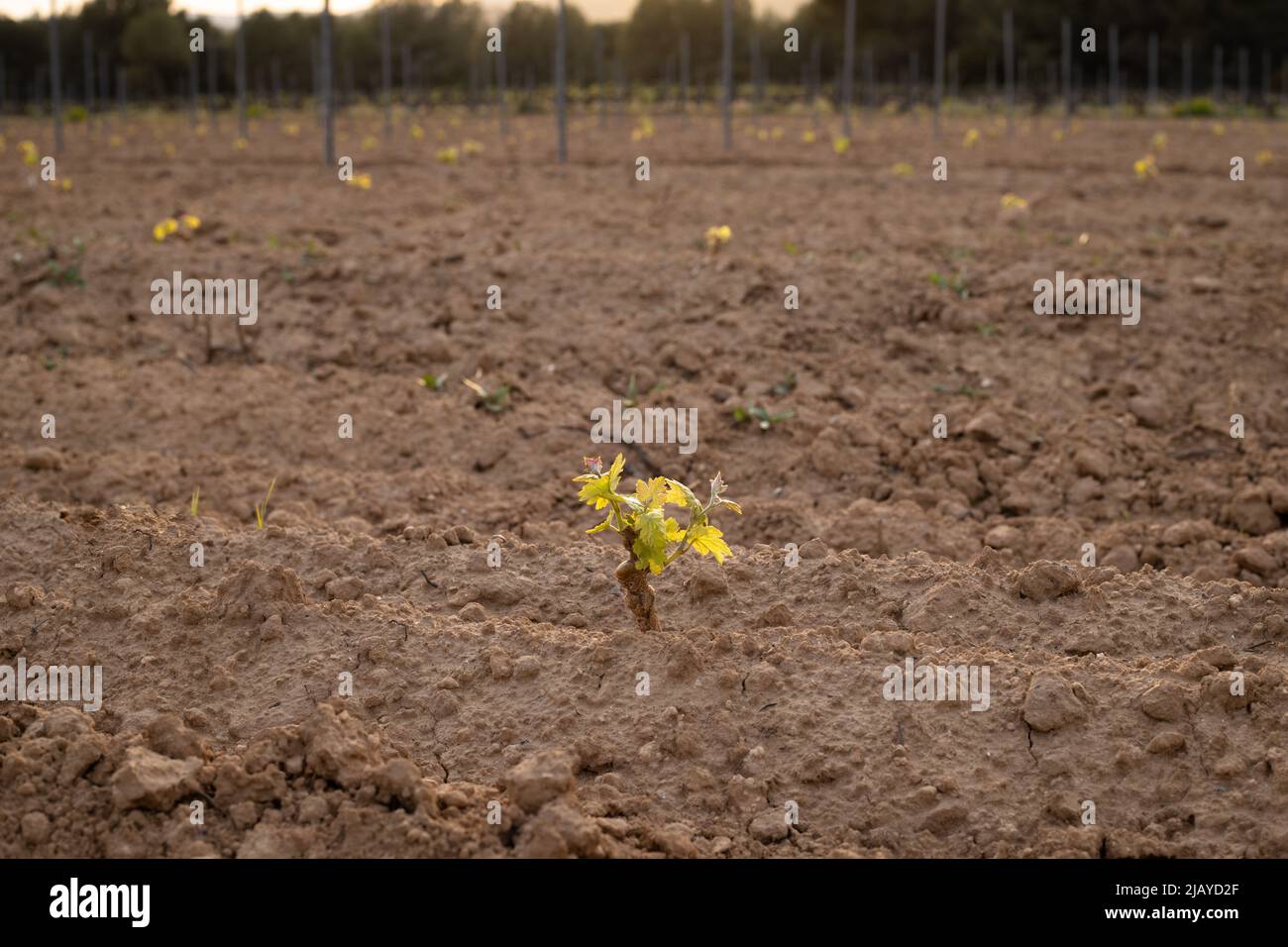 Young grape seedling in ground, vine sapling in the soil Stock Photo ...