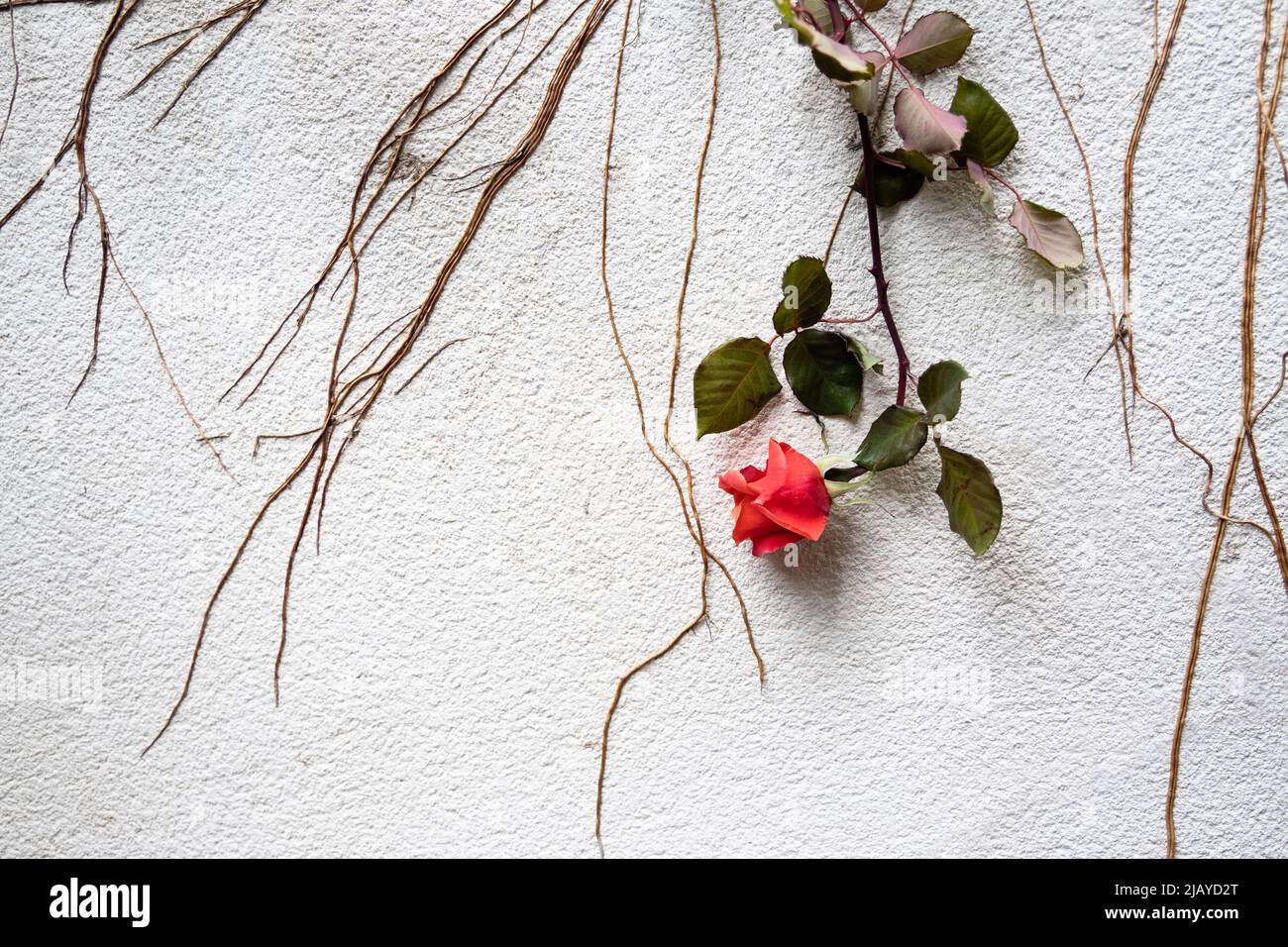 One red rose climbing on the white wall, background Stock Photo - Alamy
